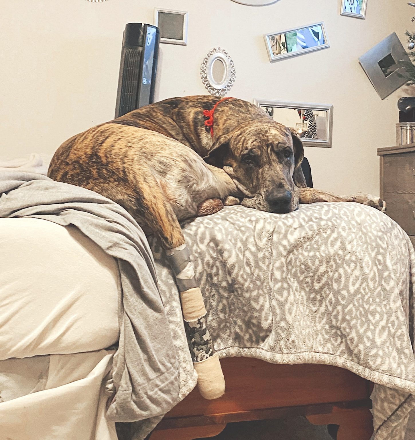 What is Happy Tail? - Haley And The Dane