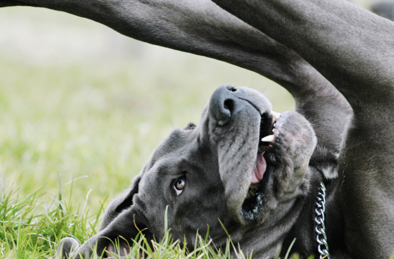 20 Signs Your Great Dane May be Suffering from Bloat or Gastric Torsion ...