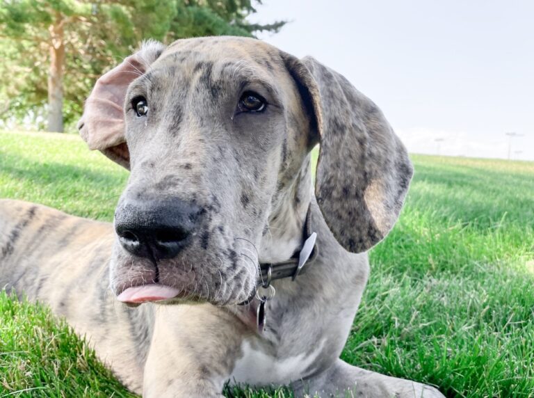 5 Things You Should Know Before Getting a Great Dane Puppy - Haley And ...